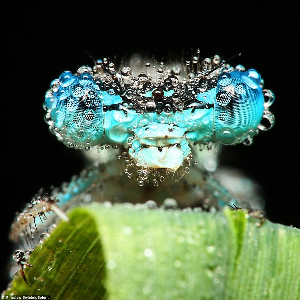 Macro Insect Photography by Igor Siwanowicz & Miroslaw Swietek ~ Cool ...