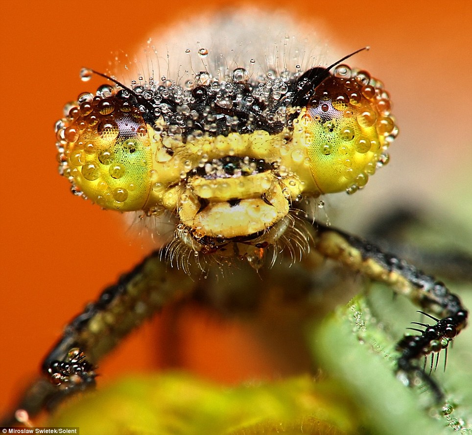 Macro Insect Photography by Igor Siwanowicz & Miroslaw Swietek ~ Cool ...