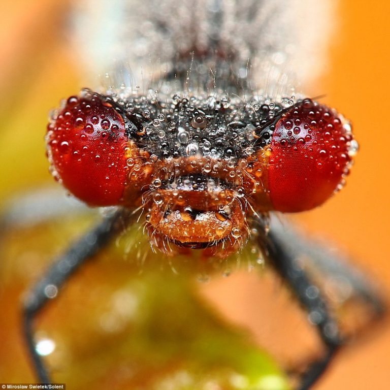 Macro Insect Photography by Igor Siwanowicz & Miroslaw Swietek ~ Cool ...