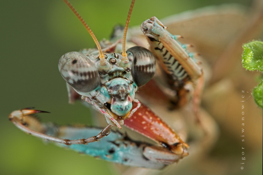 Macro Insect Photography by Igor Siwanowicz & Miroslaw Swietek ~ Cool ...