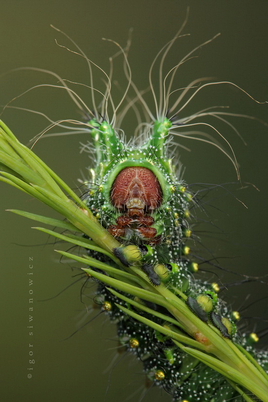 Macro Insect Photography by Igor Siwanowicz & Miroslaw Swietek ~ Cool ...