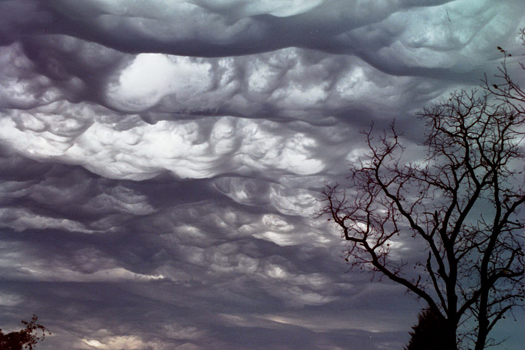 undulatus-asperatus | Cool Things Collection | Collthings.co.uk