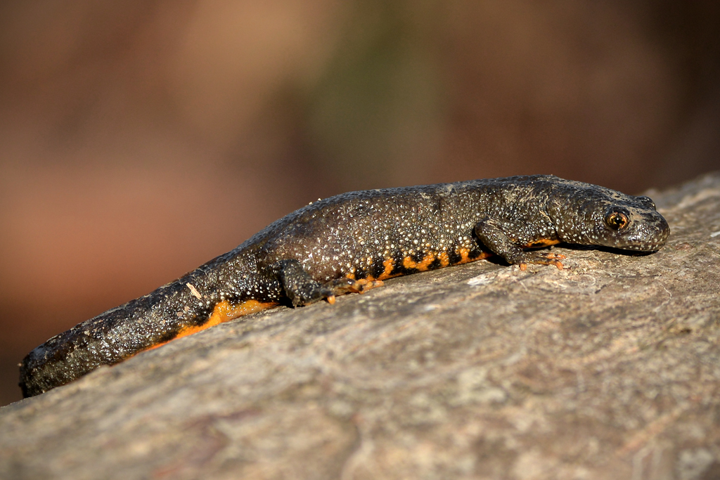 7 Things You Didn't Know About Great Crested Newts (And What To Do If ...